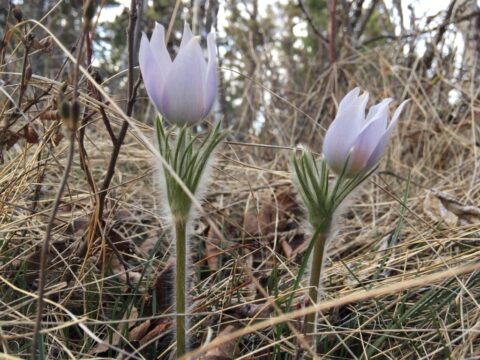 Prairie Crocus | Project: Plant ID