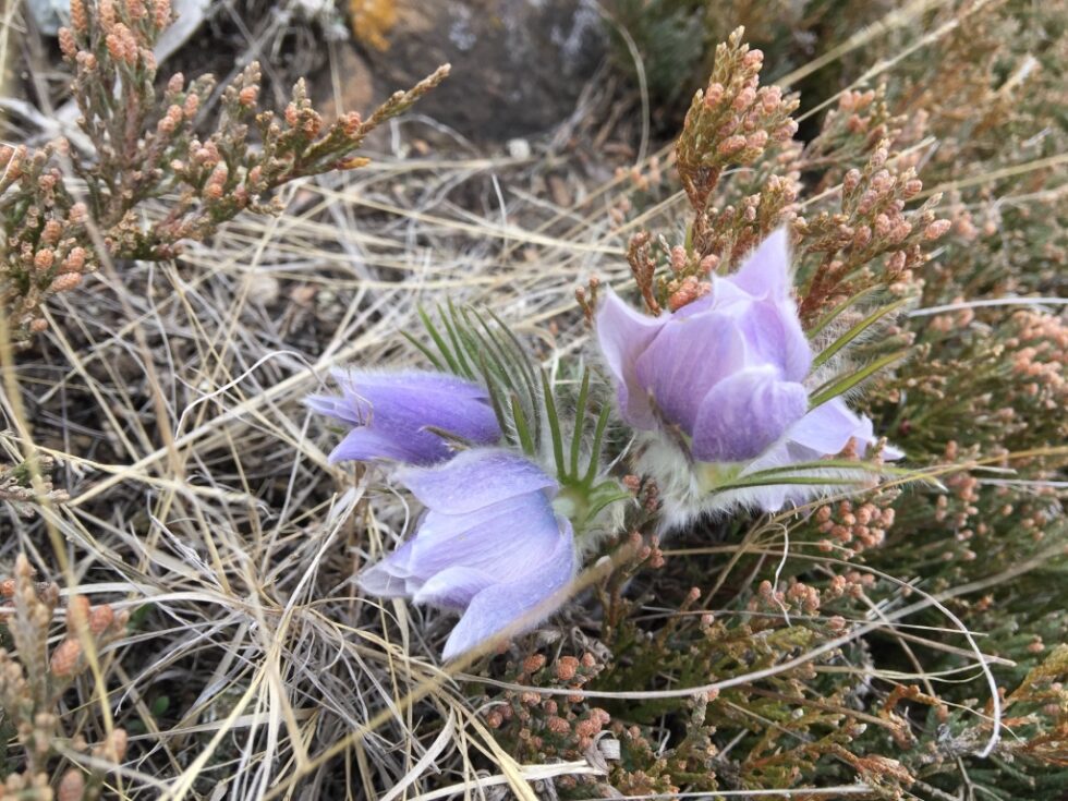Prairie Crocus | Project: Plant ID
