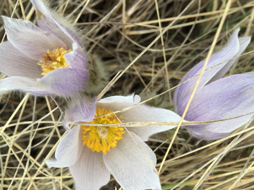 Prairie Crocus | Project: Plant ID