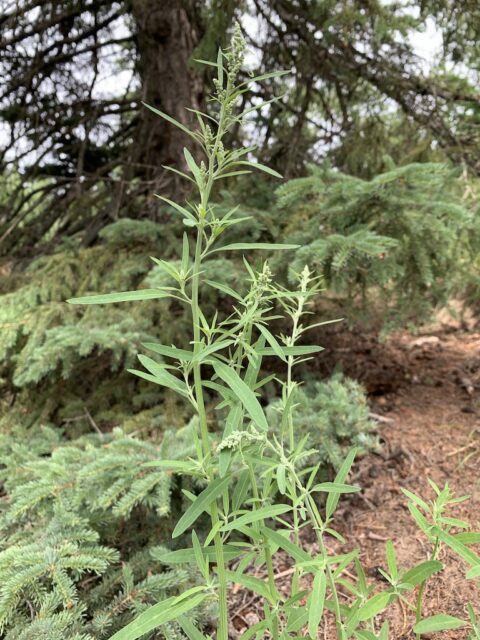 Forbs: Green & Brown Flowers | Project: Plant ID