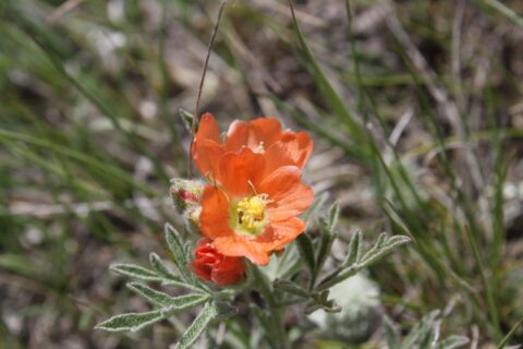 Scarlet Mallow | Project: Plant ID