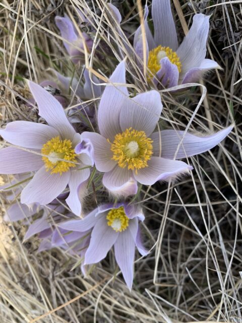 Prairie Crocus | Project: Plant ID