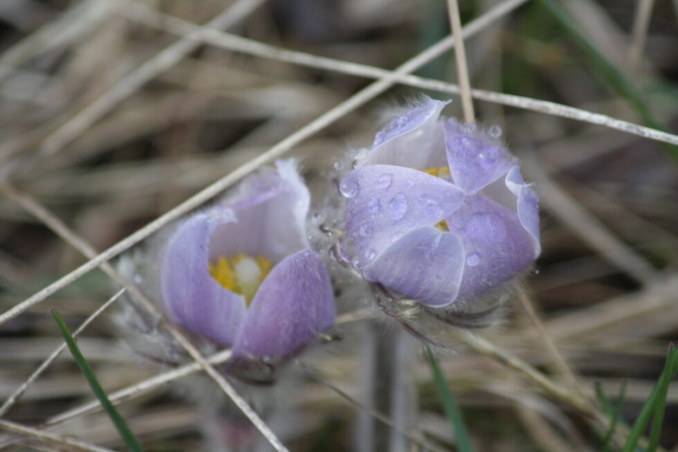 Prairie Crocus | Project: Plant ID