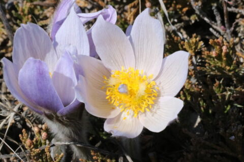 Prairie Crocus | Project: Plant ID