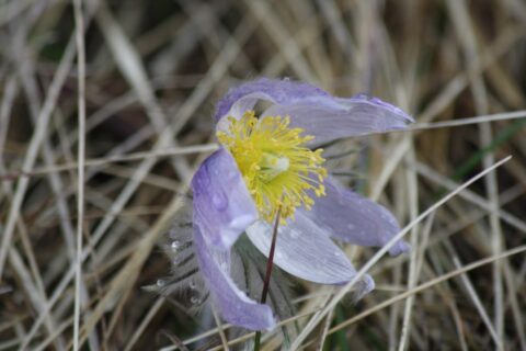 Prairie Crocus | Project: Plant ID