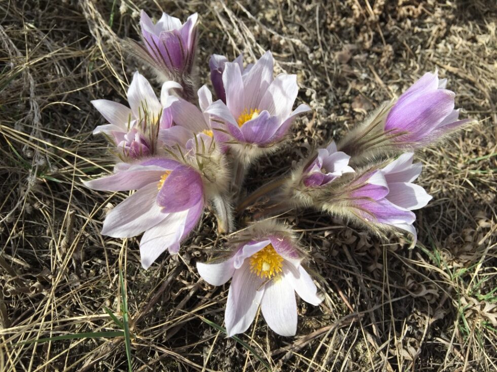 Prairie Crocus | Project: Plant ID