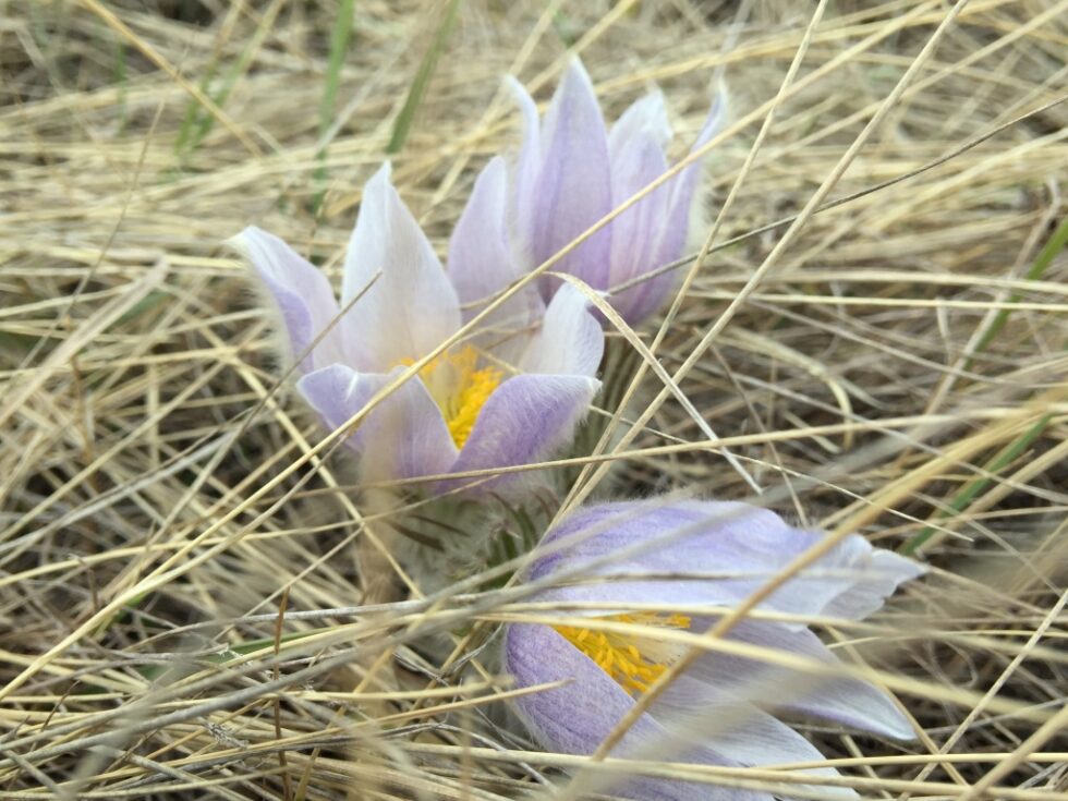 Prairie Crocus | Project: Plant ID