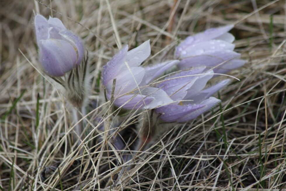 Prairie Crocus | Project: Plant ID