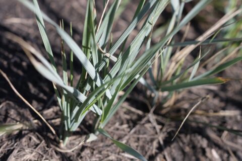Western Wheatgrass | Project: Plant ID