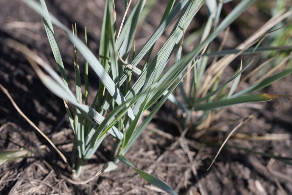 Western Wheatgrass | Project: Plant ID