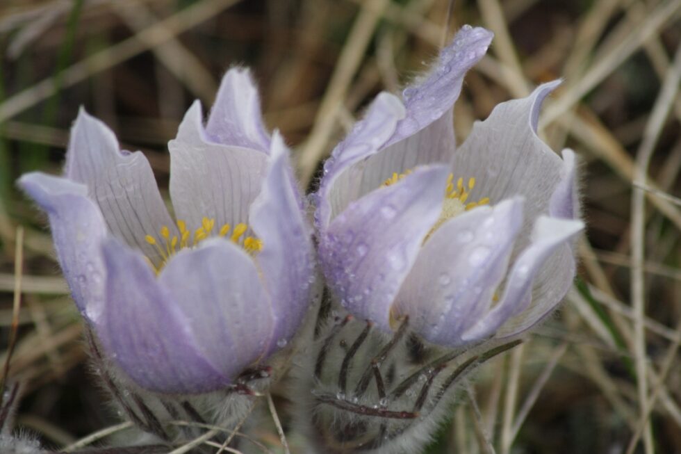 Prairie Crocus | Project: Plant ID