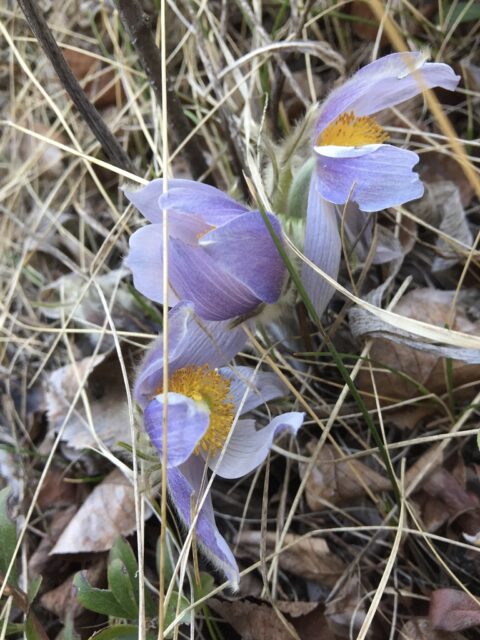 Prairie Crocus | Project: Plant ID