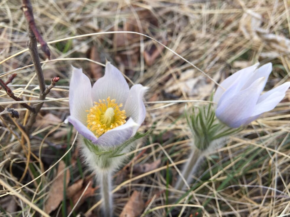Prairie Crocus | Project: Plant ID