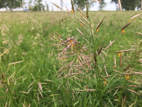 Grasses & Grass-like Species | Project: Plant ID