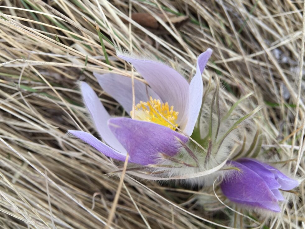 Prairie Crocus | Project: Plant ID