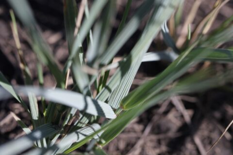 Western Wheatgrass | Project: Plant ID