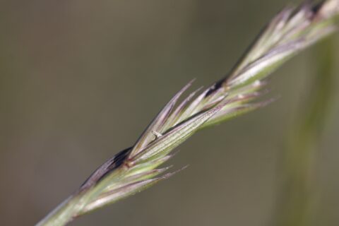 Western Wheatgrass | Project: Plant ID