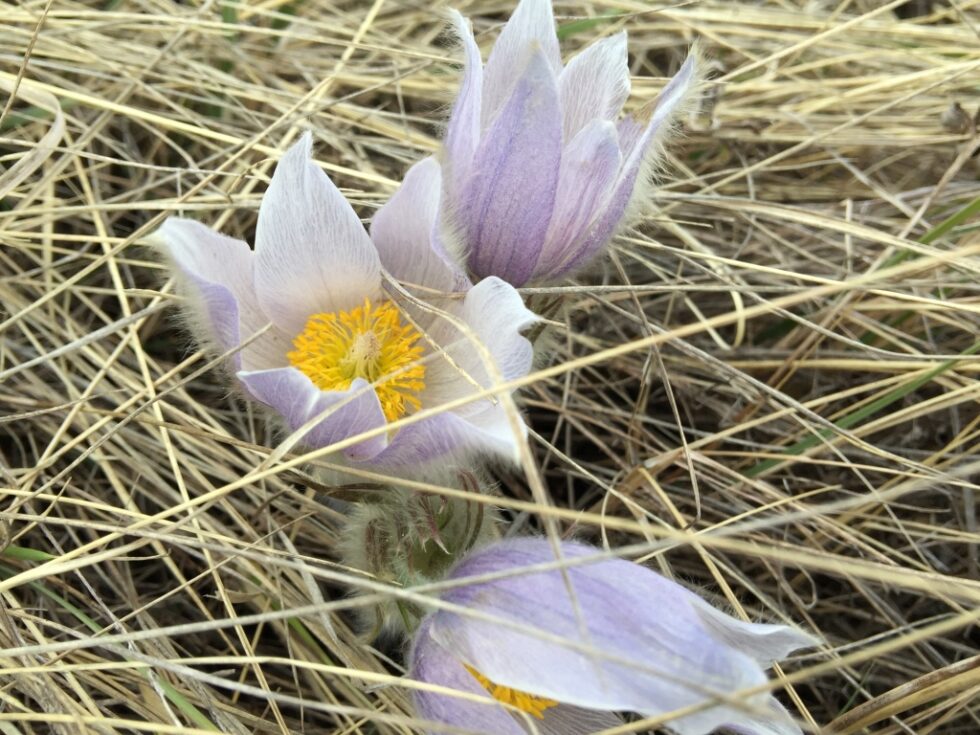 Prairie Crocus | Project: Plant ID