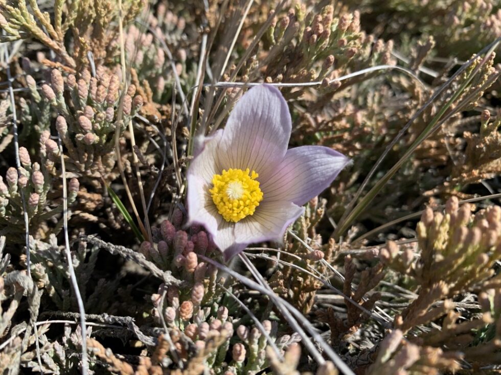 Prairie Crocus | Project: Plant ID