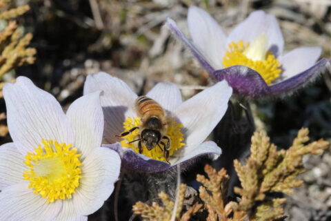 Prairie Crocus | Project: Plant ID