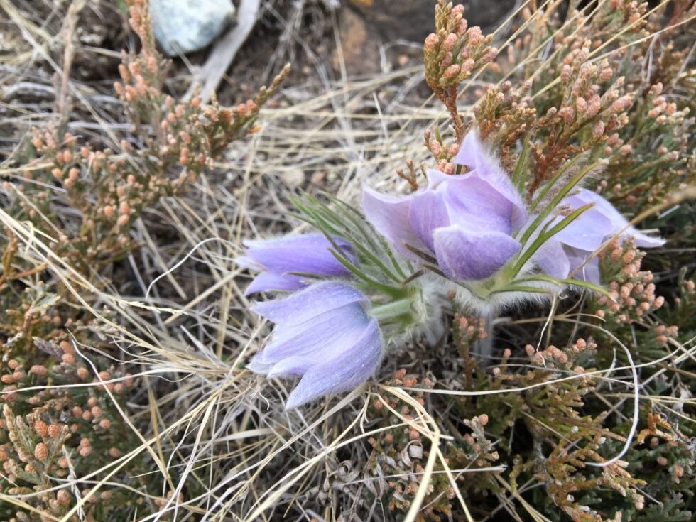 Prairie Crocus | Project: Plant ID