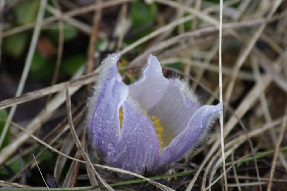 Prairie Crocus | Project: Plant ID