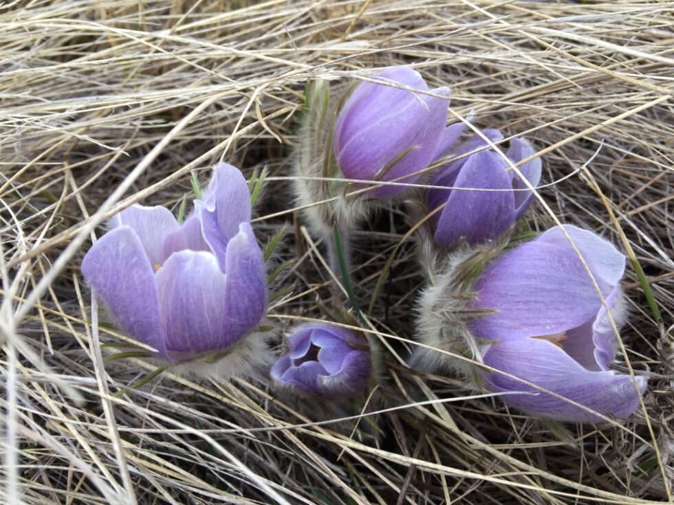 Prairie Crocus | Project: Plant ID