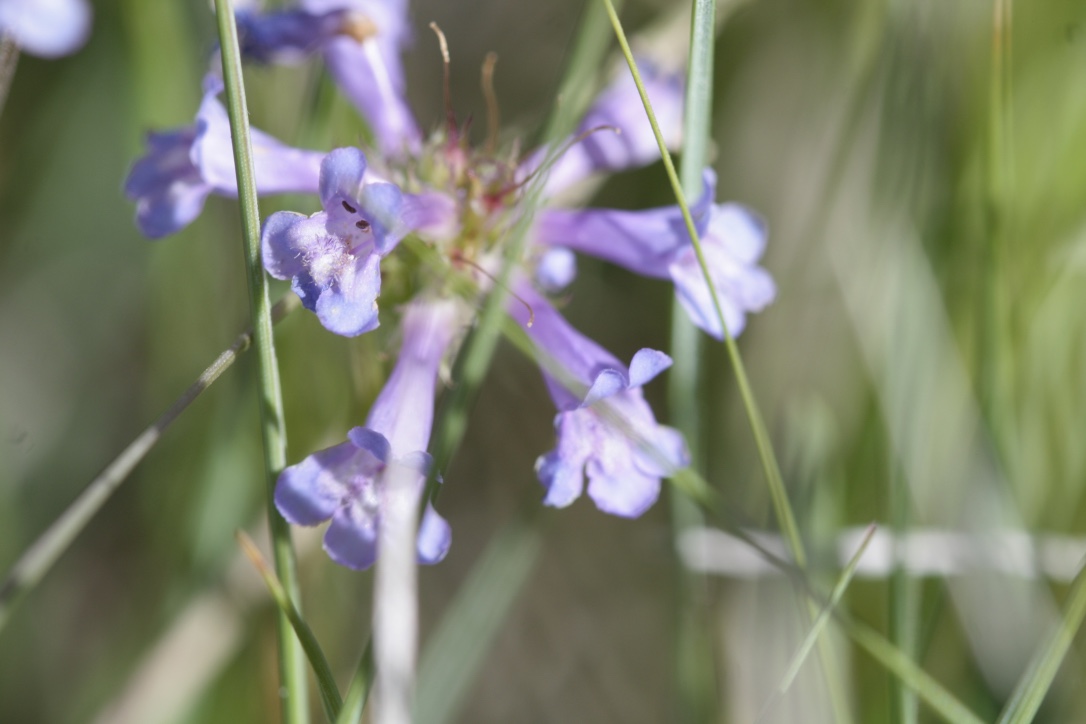 Forbs: Blue & Purple Flowers | Project: Plant ID