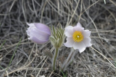 Prairie Crocus | Project: Plant ID