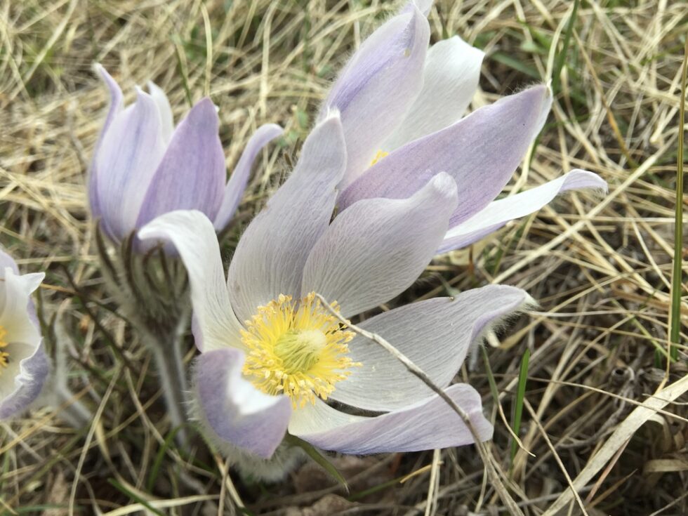 Prairie Crocus | Project: Plant ID