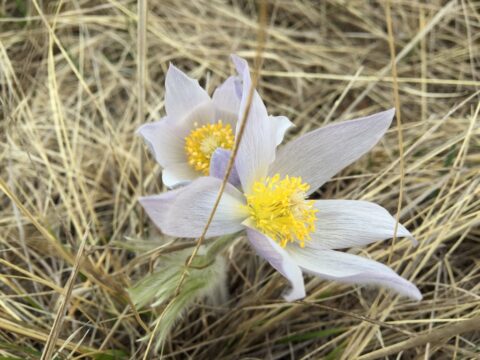 Prairie Crocus | Project: Plant ID