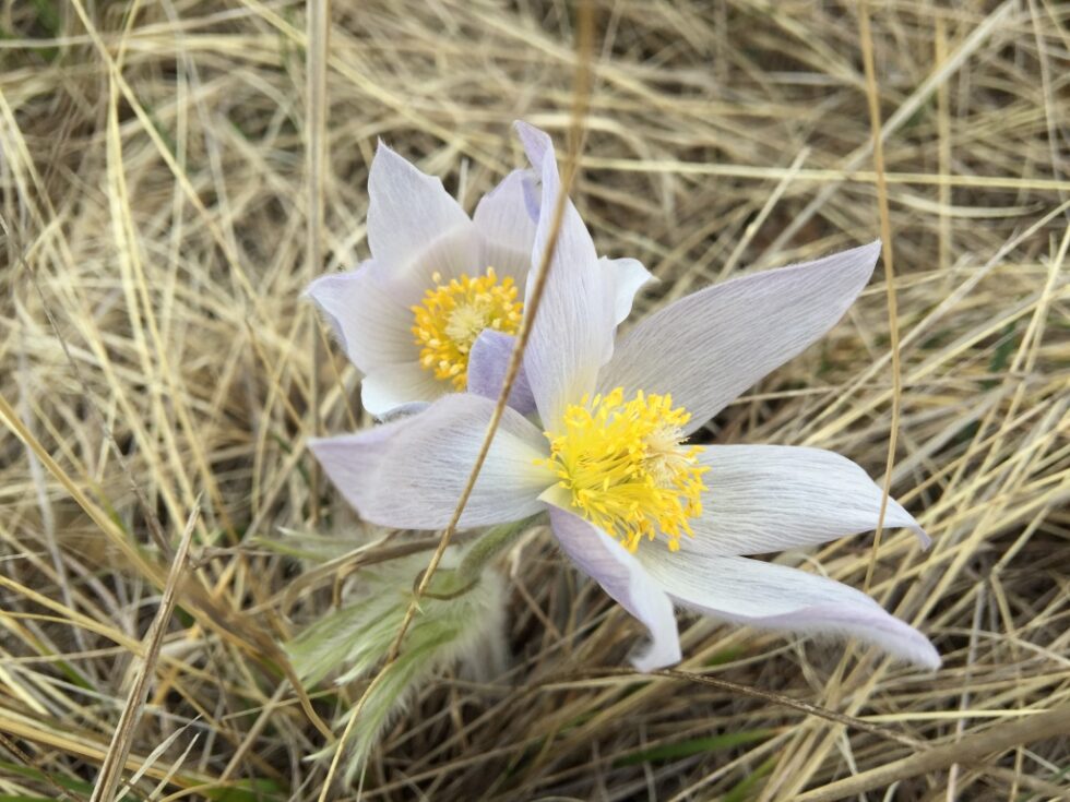 Prairie Crocus | Project: Plant ID