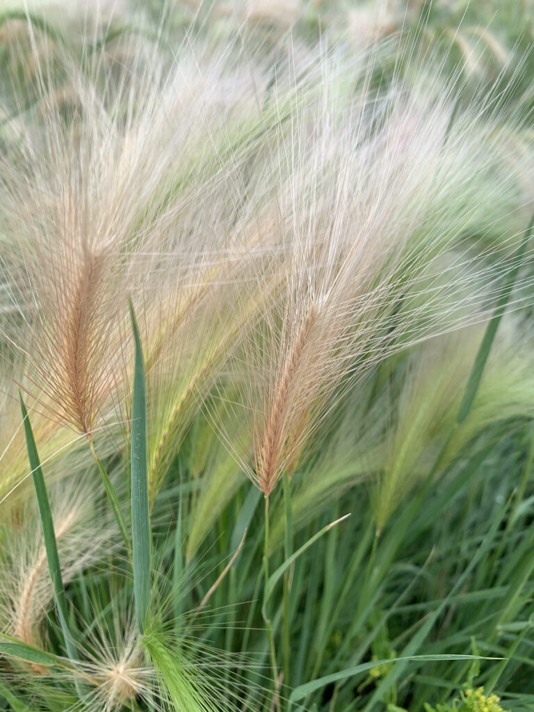 Grasses & Grass-like Species | Project: Plant ID